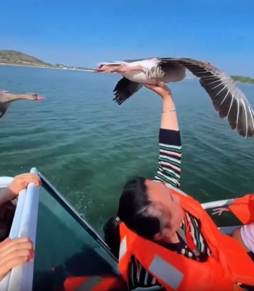 Cool: A Goose takes a Free Ride on Speeding Boat