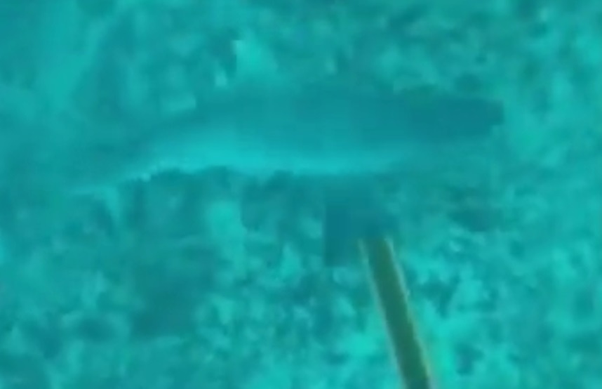 Diver Taunts a Shark and Loses Half of His Diving Suit and More