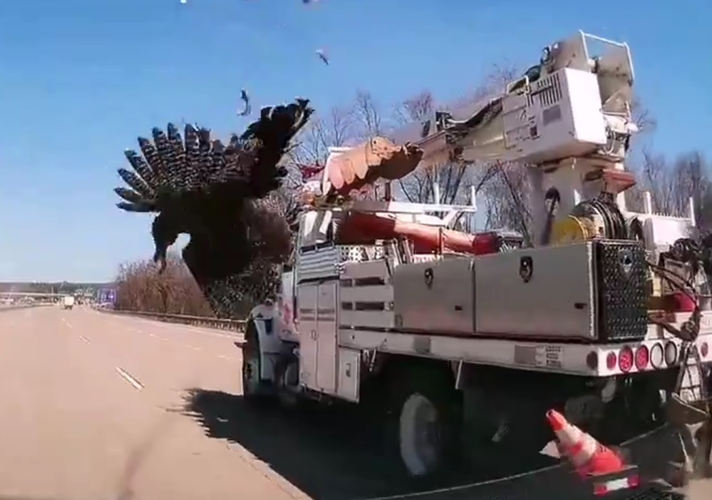 Watch for Flying Turkey...Can't Tell Where it Comes From