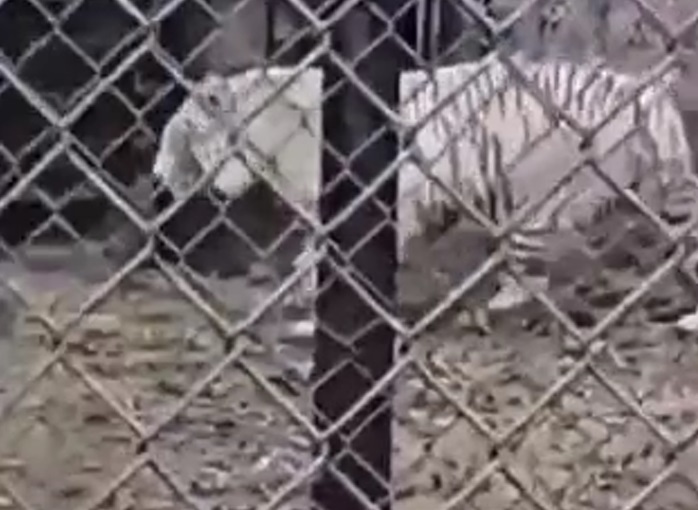 Is That an Albino Siberian Tiger?!!! Watch