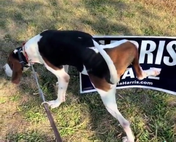 This Dog has an IQ at Genius Level