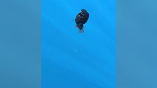 First-ever video footage of rare deep-sea Black Devil fish spotted in ...