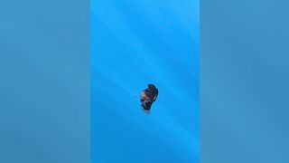 First-ever video footage of rare deep-sea Black Devil fish spotted in ...