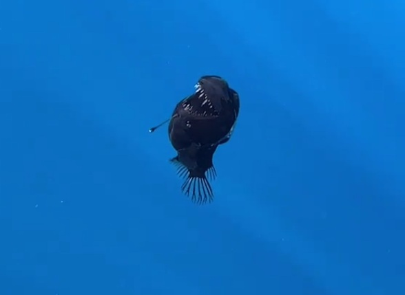 First-ever video footage of rare deep-sea Black Devil fish spotted in ...