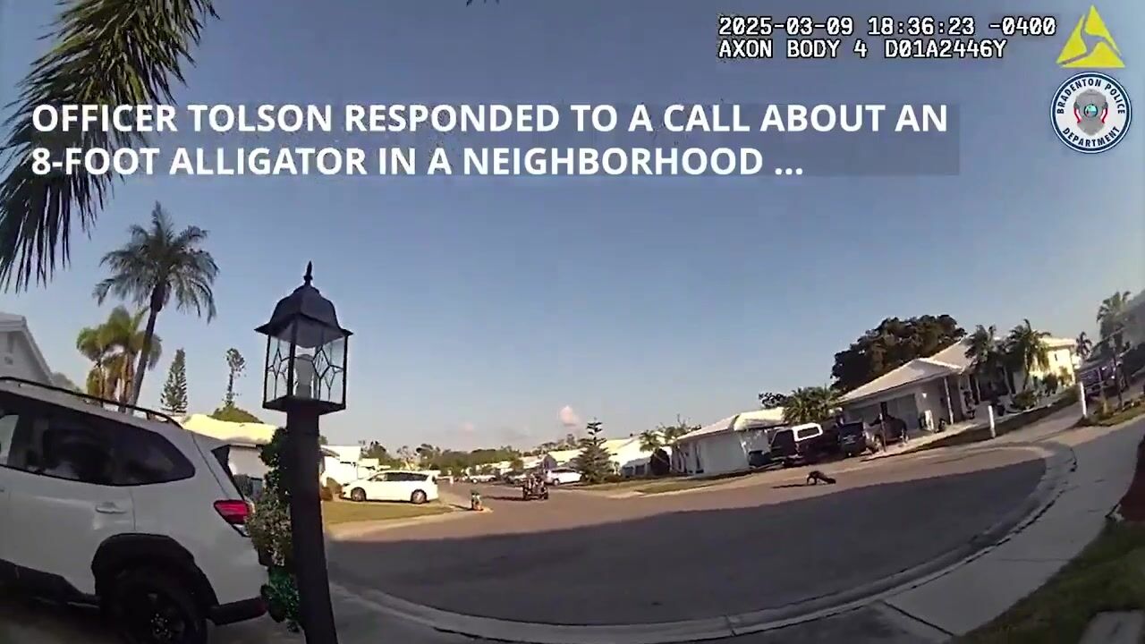 Police Officer Delivers Pizza Because Of Alligator